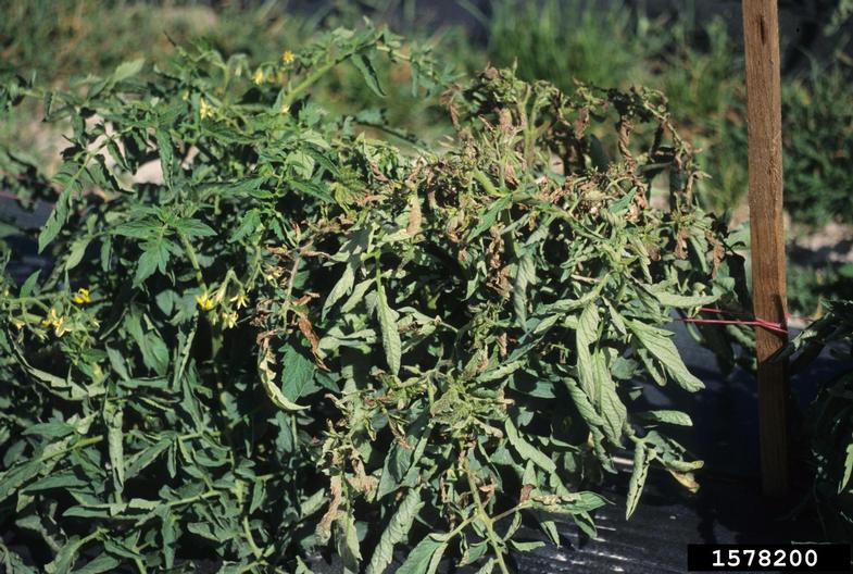 tomato spotted wilt virus (TSWV) (Tospovirus Tomato spotted wilt virus)