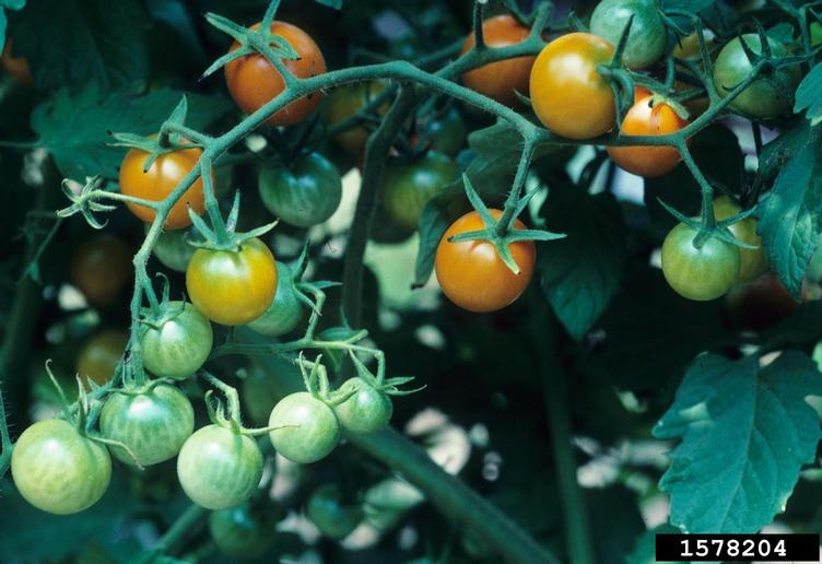 garden tomato (Solanum lycopersicum)