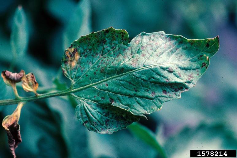 tomato spotted wilt virus (TSWV) (Tospovirus Tomato spotted wilt virus)