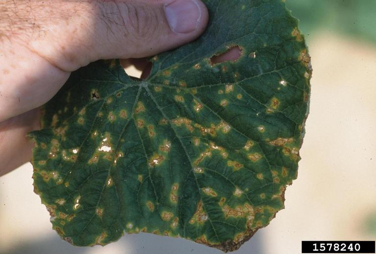 angular leaf spot of cucumber (Pseudomonas syringae pv. lachrymans)
