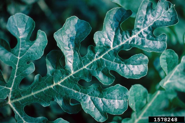 watermelon (Citrullus lanatus)