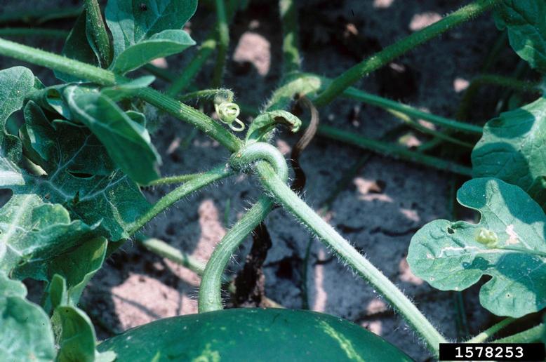 watermelon (Citrullus lanatus)