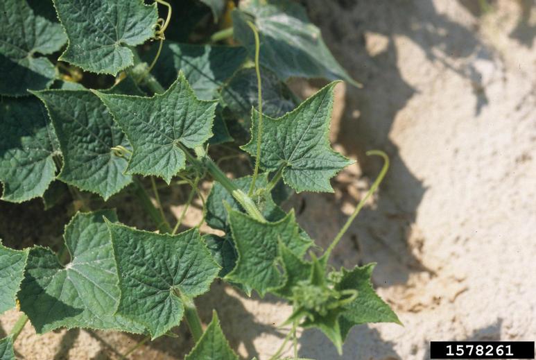 cucumber (Cucumis sativus L.)