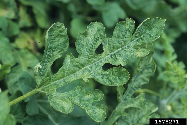 Watermelon Mosaic Virus (WMV) (Potyvirus Watermelon Mosaic Virus)