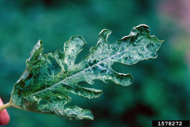 Watermelon Mosaic Virus (Potyvirus Watermelon Mosaic Virus (WMV))