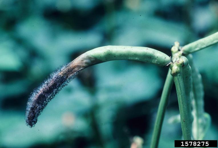 Flower blights (Genus Choanephora Curr.)