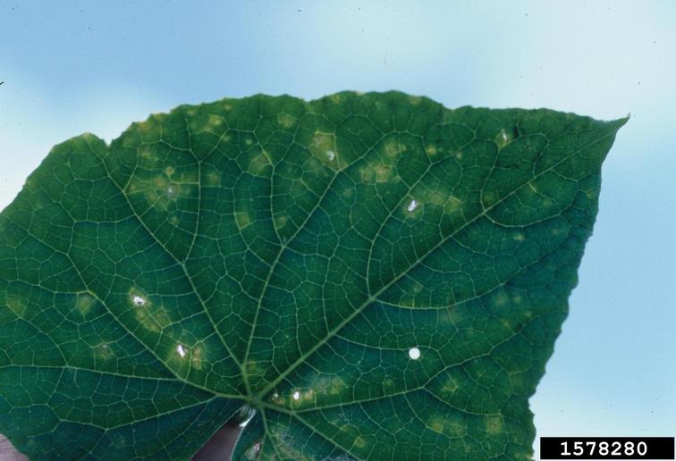 angular leaf spot of cucumber (Pseudomonas syringae pv. lachrymans (Smith and Bryan 1915) Young et a