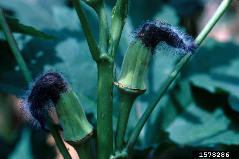 Flower blights (Genus Choanephora Curr.)