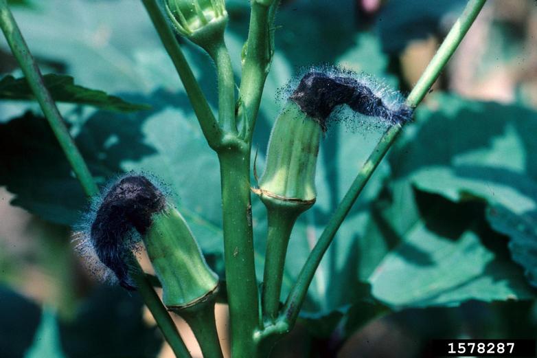 Flower blights (Genus Choanephora)