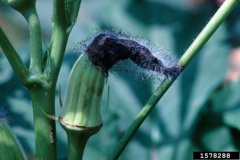 Flower blights (Genus Choanephora Curr.)