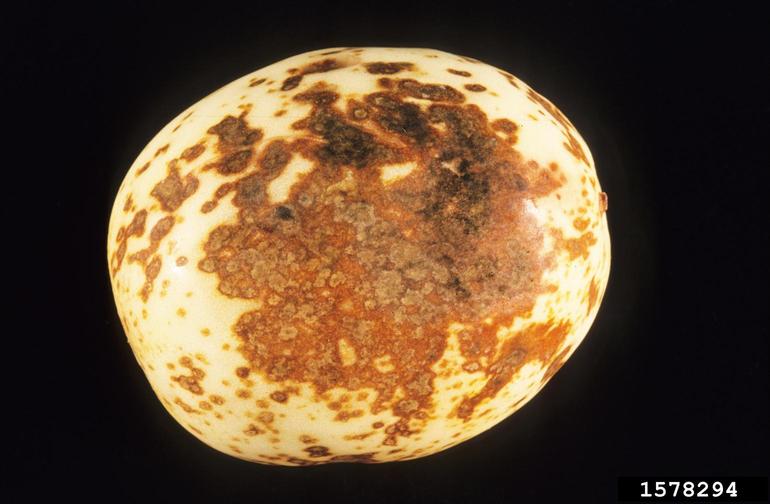 Alternaria black molds / stem cankers (Genus Alternaria Nees)
