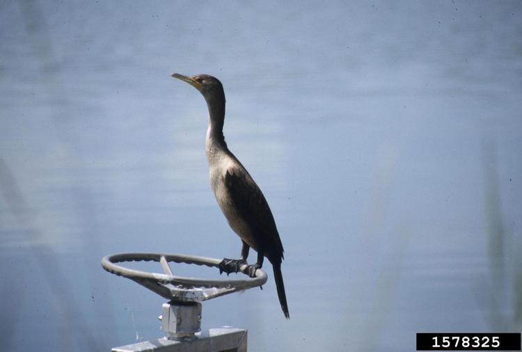 cormorants (Genus Phalacrocorax)