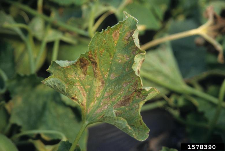 magnesium deficiency