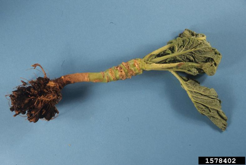 club root of crucifers (Plasmodiophora brassicae)