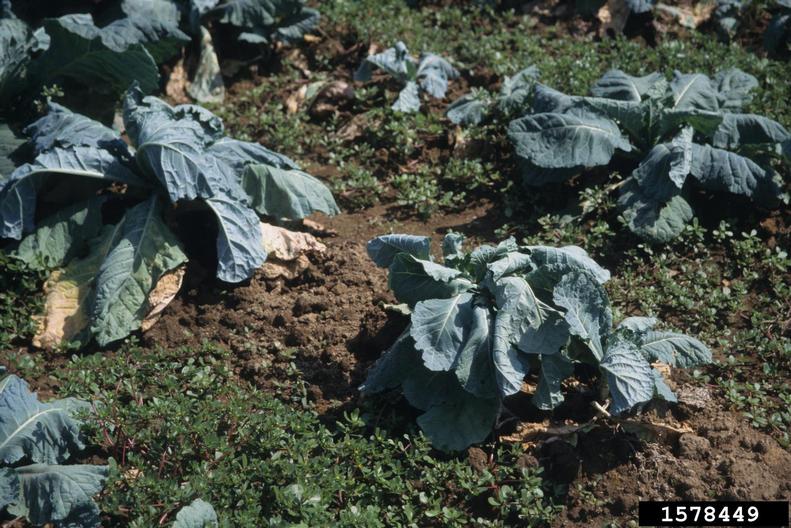 club root of crucifers (Plasmodiophora brassicae Woronin)