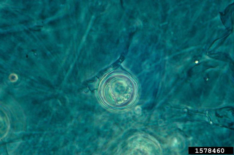 Pythium root and stem rot (Pythium aphanidermatum (Edson) Fitzp.)