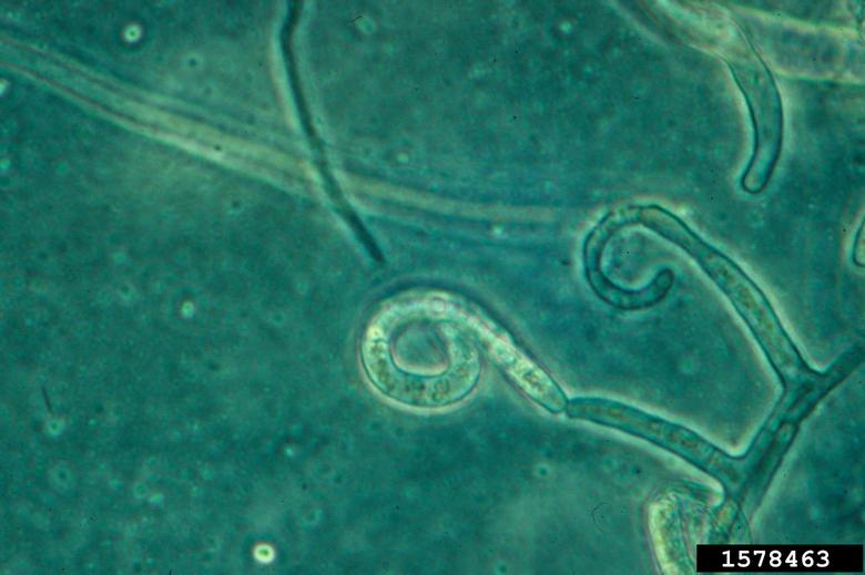 fungus (Genus Helicoma)