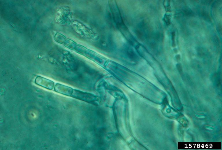 Ceratocystis paradoxa - Alchetron, The Free Social Encyclopedia