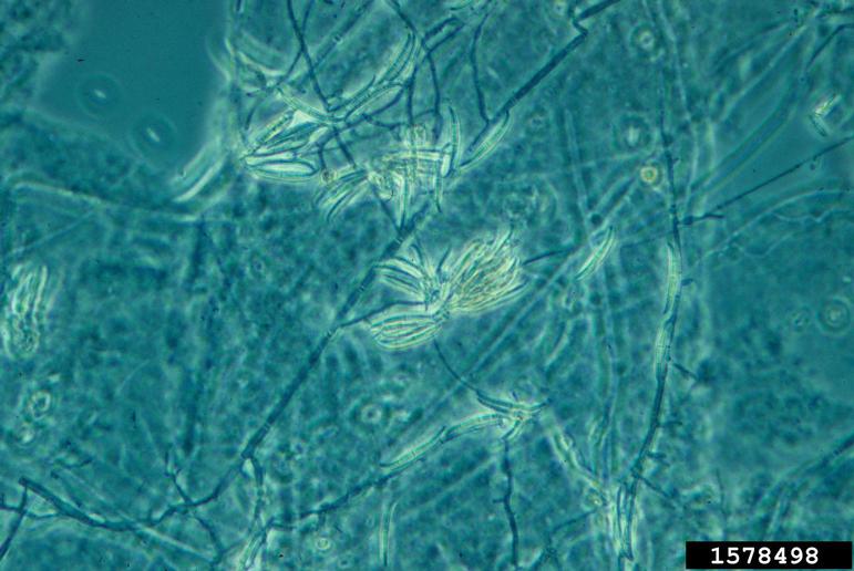 Ecobiology Fusarium Wilt Of Tomato Swett Lab