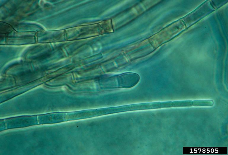 black root rot (Thielaviopsis basicola)