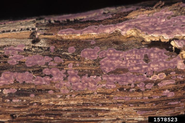 cobalt crust (Terana caerulea (Lam.) Kuntze)
