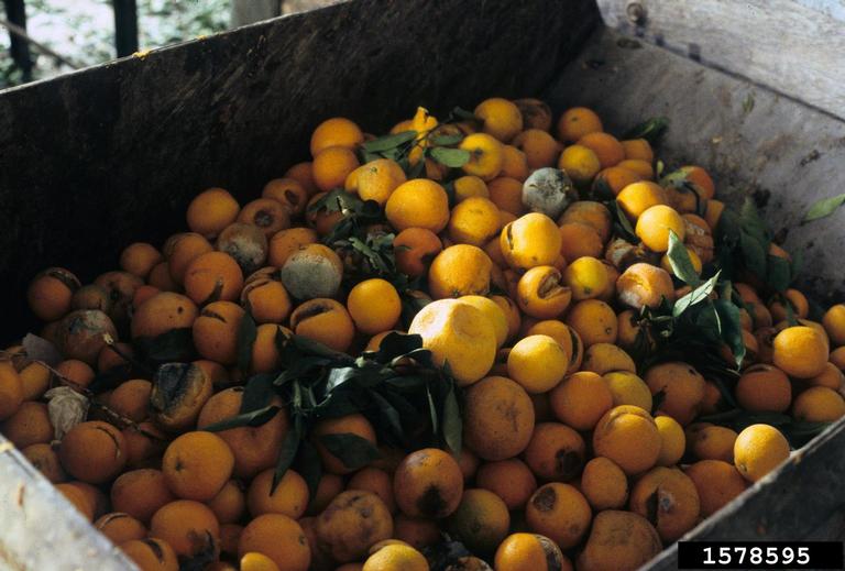 orange (Citrus x sinensis)