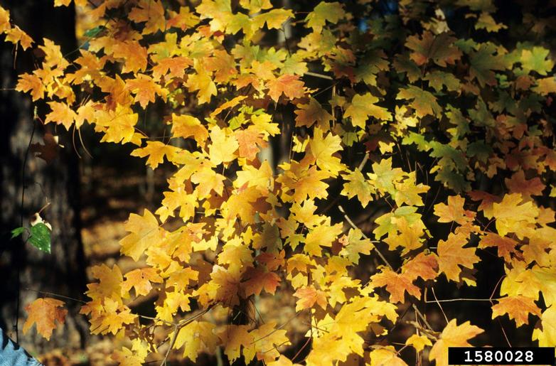southern sugar maple (Acer barbatum Michx.)