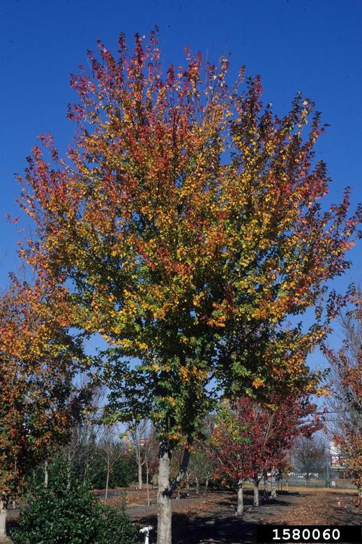 red maple (Acer rubrum)