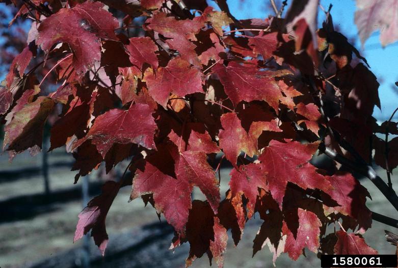 red maple (Acer rubrum)