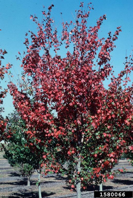 red maple (Acer rubrum L.)