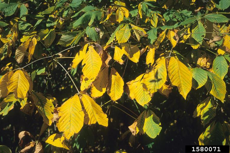 painted buckeye (Aesculus sylvatica Bartr.)