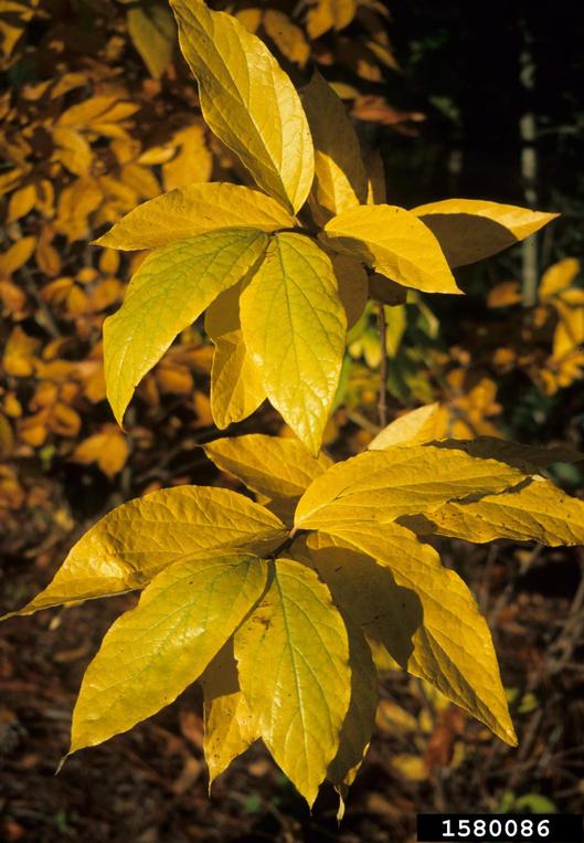 eastern sweetshrub (Calycanthus floridus L.)