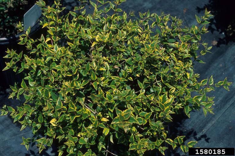 glossy abelia (Abelia x grandiflora (Rovelli ex André) Rehd. [chinensis ...