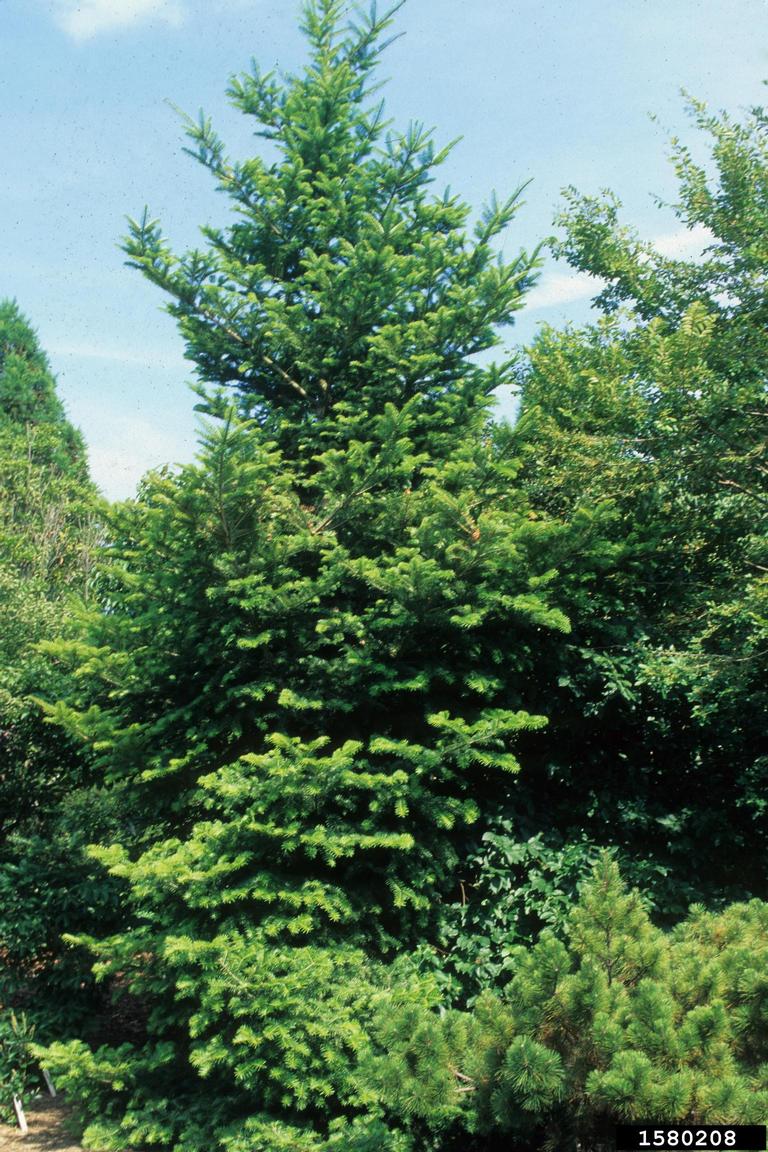 Japanese fir (Abies firma Siebold & Zucc.)