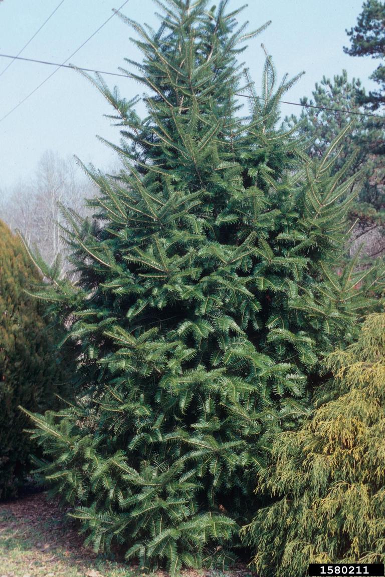 Japanese fir (Abies firma Siebold & Zucc.)