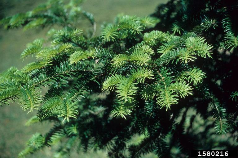 Japanese fir (Abies firma Siebold & Zucc.)