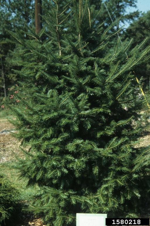Japanese fir (Abies firma Siebold & Zucc.)