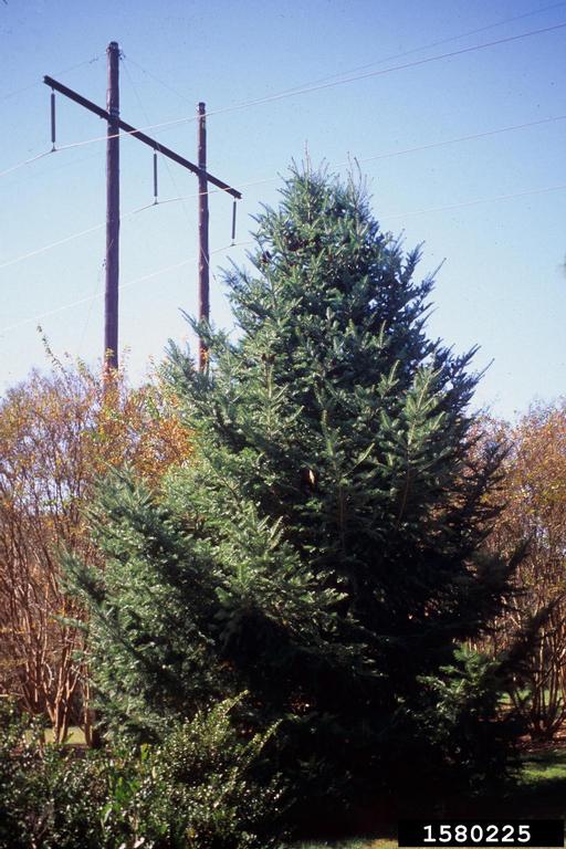 Japanese fir (Abies firma Siebold & Zucc.)