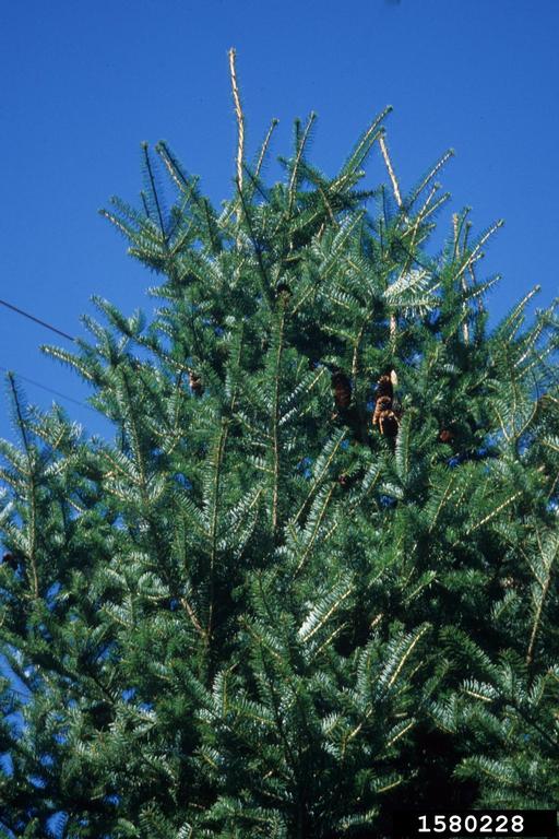 Japanese fir (Abies firma Siebold & Zucc.)