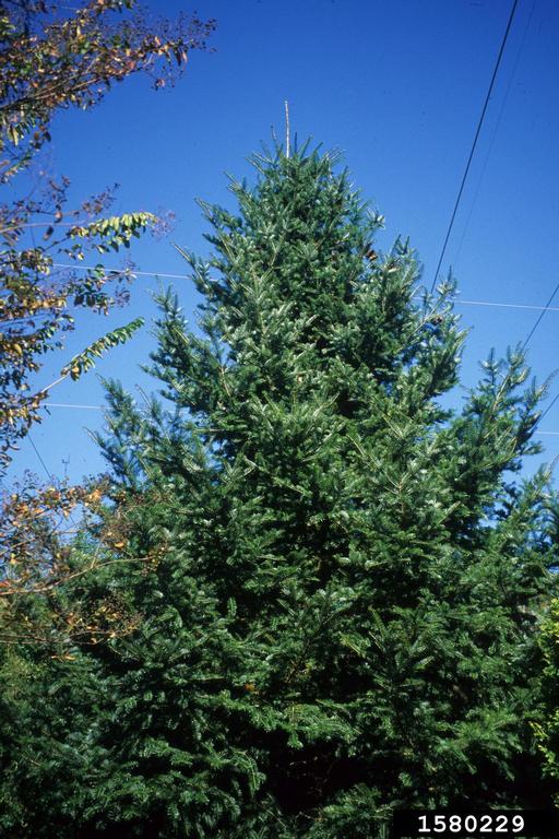 Japanese fir (Abies firma Siebold & Zucc.)
