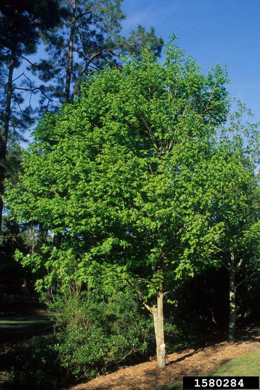 southern sugar maple (Acer barbatum Michx.)