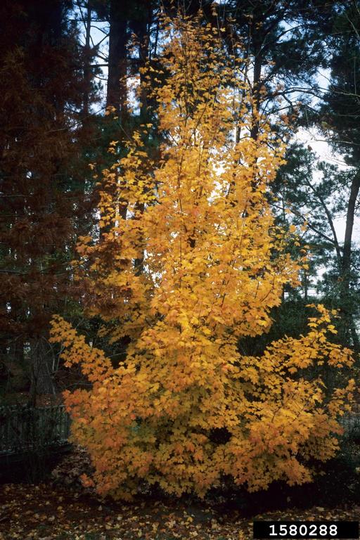 southern sugar maple (Acer barbatum Michx.)