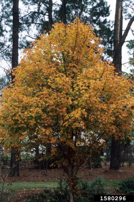 southern sugar maple (Acer barbatum)