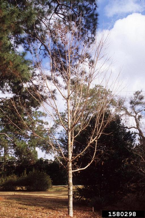 southern sugar maple (Acer barbatum Michx.)