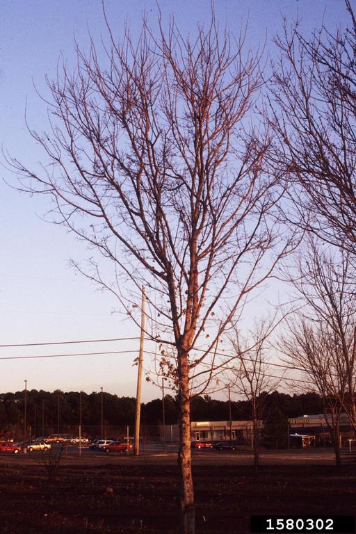 southern sugar maple (Acer barbatum Michx.)