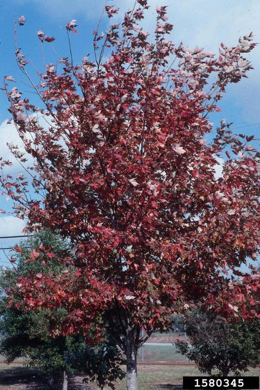 Freeman maple, Acer x freemanii (Sapindales: Sapindaceae) - 1580345