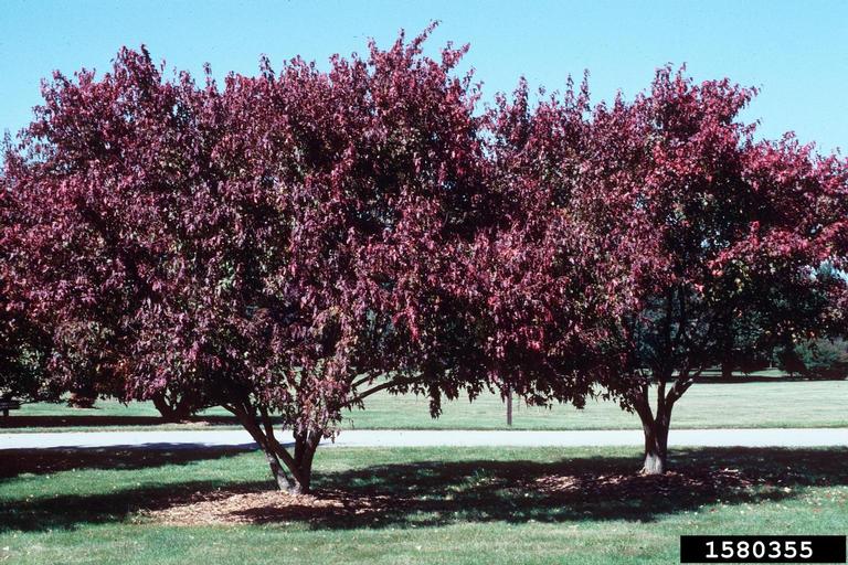 Amur maple (Acer ginnala)