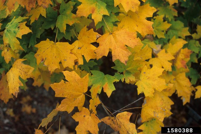 chalk maple (Acer leucoderme)
