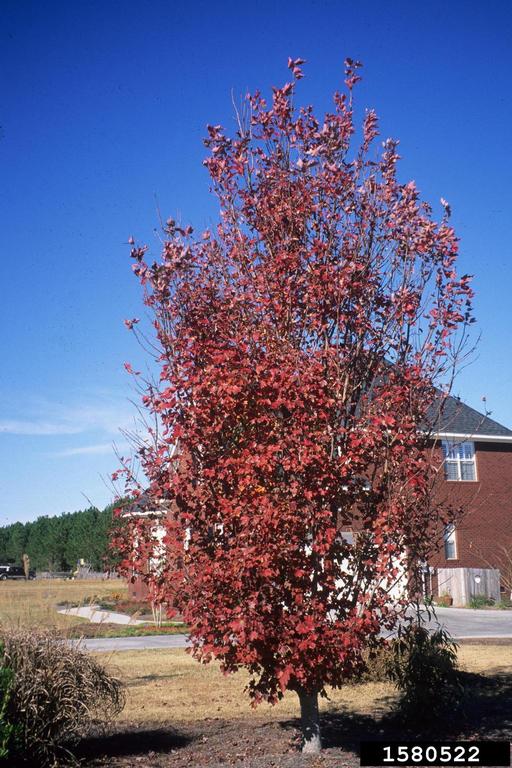 red maple (Acer rubrum)
