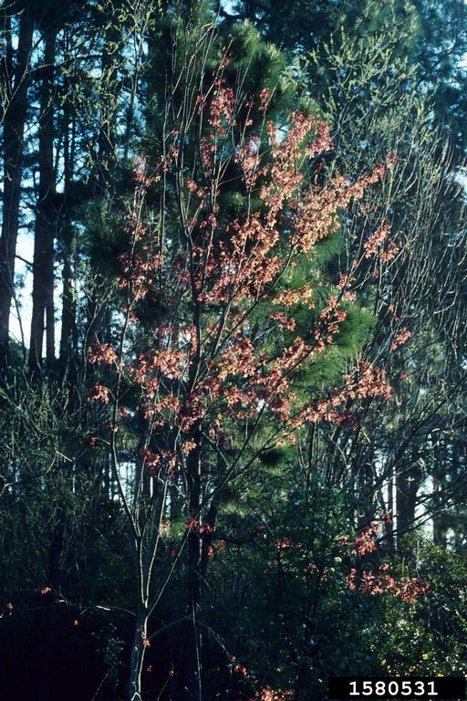 red maple (Acer rubrum L.)